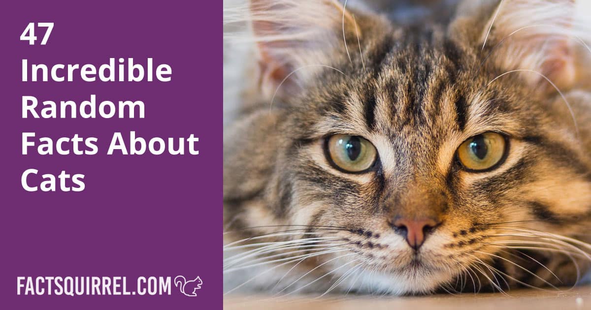 47 Incredible Random Facts About Cats Fascinating Facts You ll Love 47-incredible-random-facts-about-cats-fascinating-facts-you-ll-love