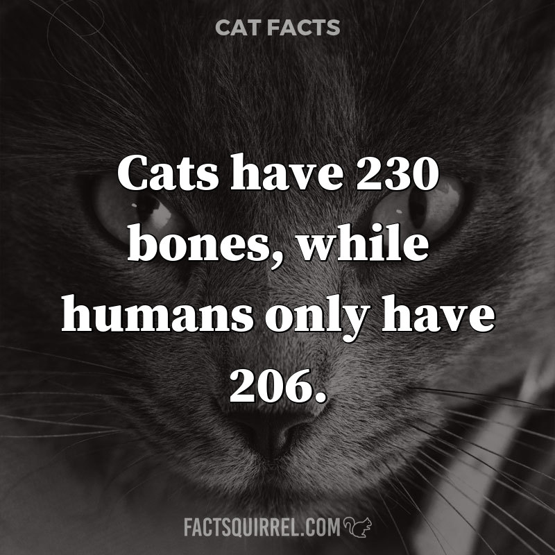 Cats Have 230 Bones While Humans Only Have 206 FactSquirrel Cats Have 230 Bones While Humans Only Have 206 FactSquirrel