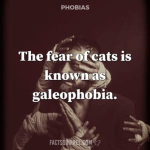 The fear of surgical instruments is known as ergasiophobia - Fact Squirrel